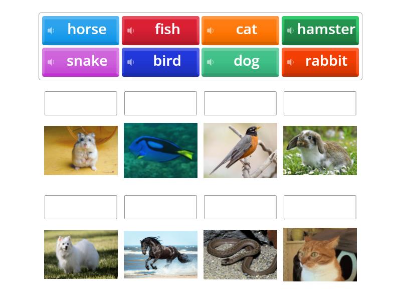 Unit 4: Pets - Match up