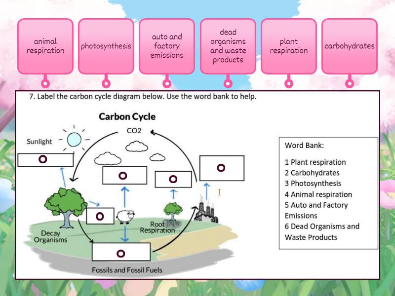 Carbon Cycle - Labelled diagram