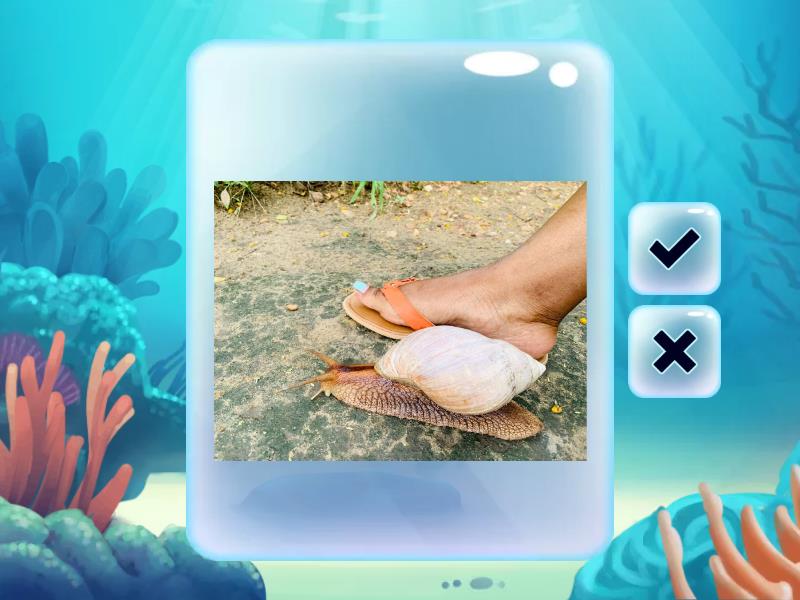 Snails, Slugs, and Slime! - Homework - Flash cards