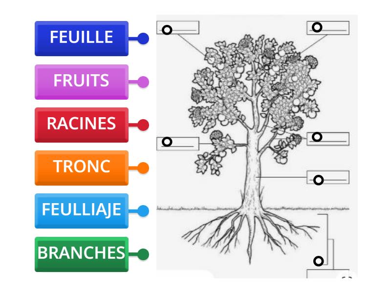 PARTIES D'UN ARBRE - Labelled diagram