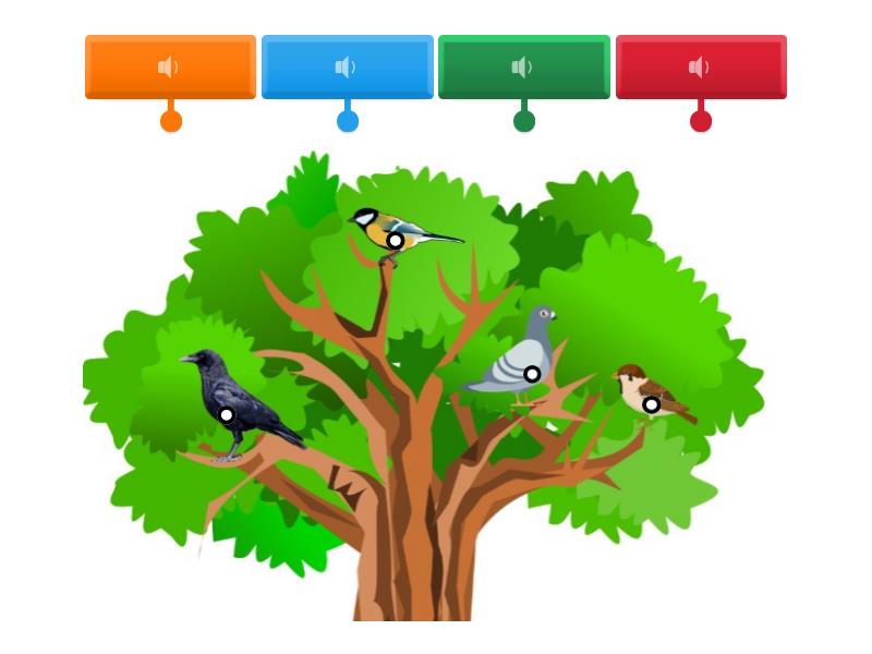 birds for kids - Labelled diagram