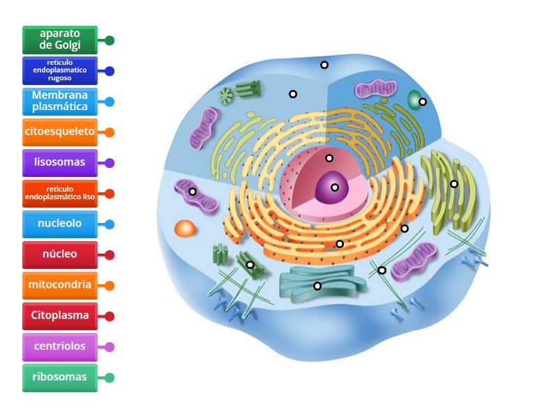 Célula eucarionte animal - Diagrama con etiquetas