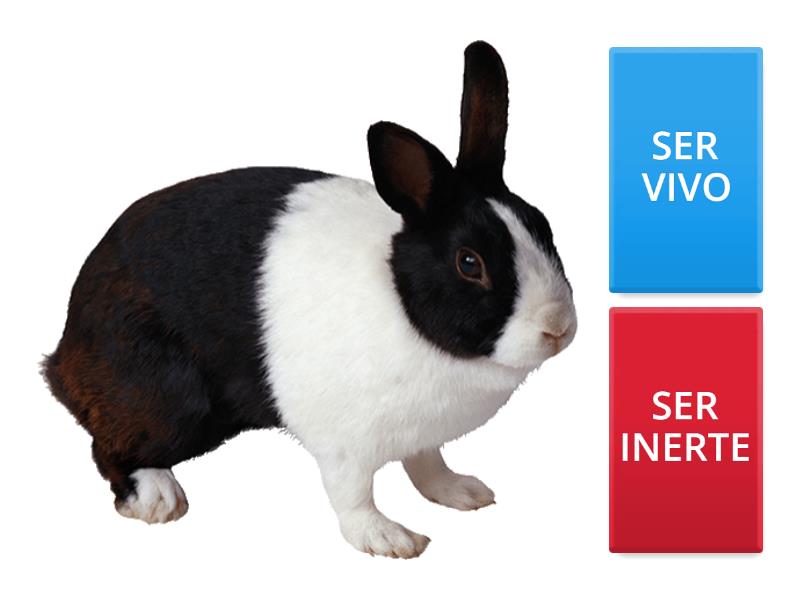 ¿Ser vivo o ser inerte? - Cuestionario