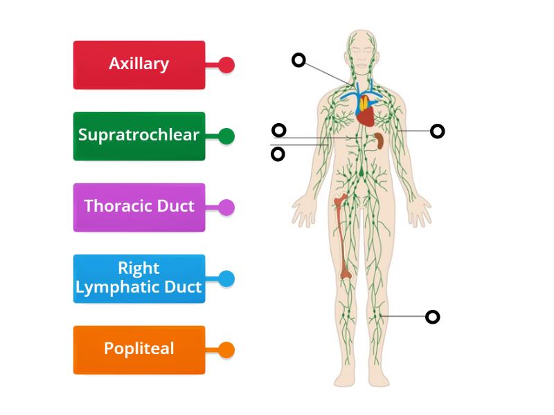Lymphatic system - Labelled diagram