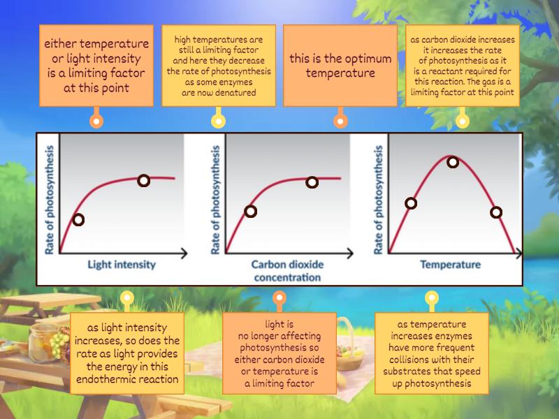 Photosynthesis limiting factors - Labelled diagram