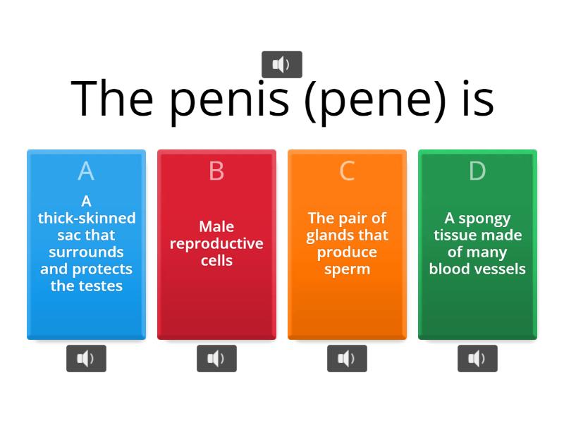 MALE REPRODUCTIVE SYSTEM REVIEW - Quiz