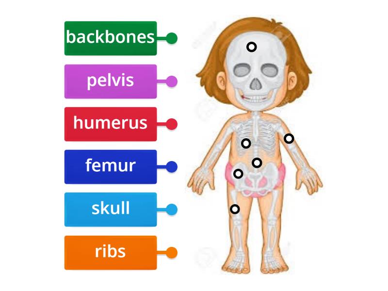 Skeletal System for kids - Labelled diagram
