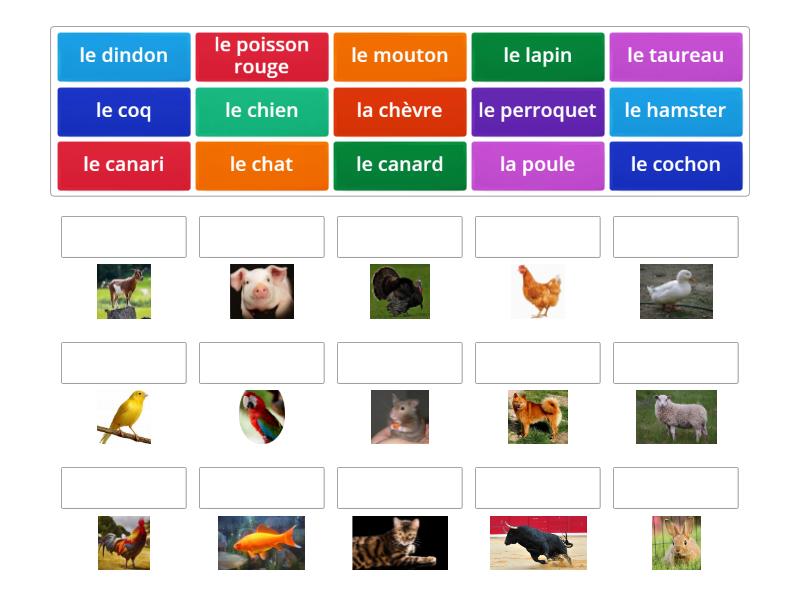 Les animaux domestiques - Match up