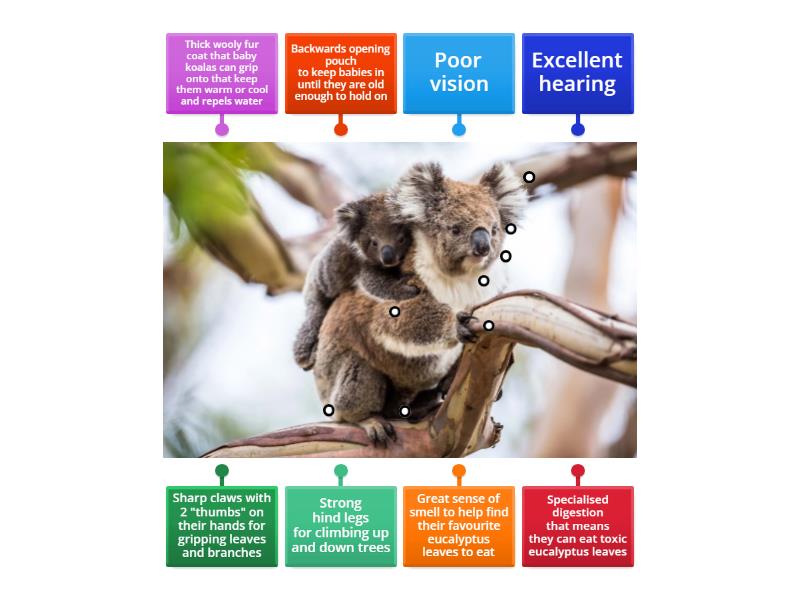 Koala - Labelled diagram