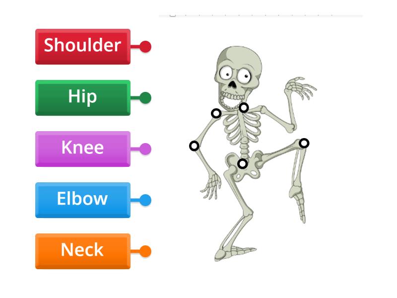 Joints - Labelled diagram