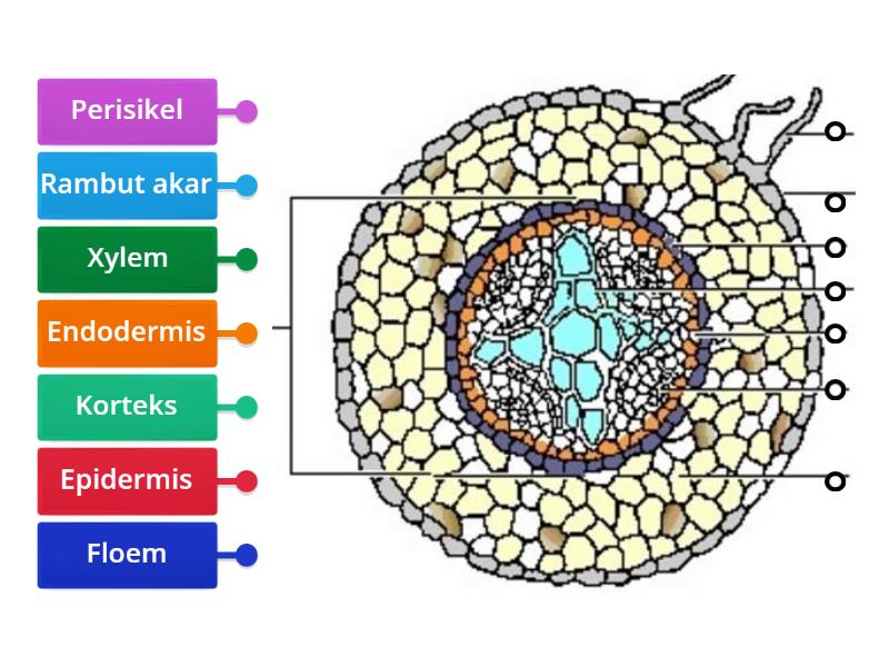 Akar - Labelled diagram
