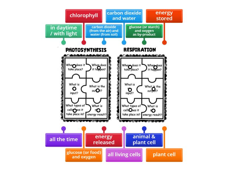 Photosynthesis vs Respiration - Labelled diagram