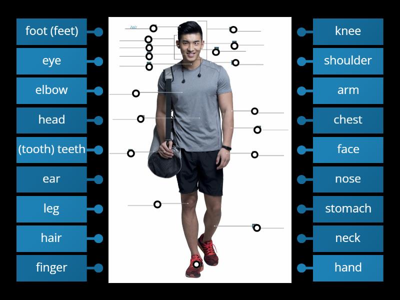 Roadmap A1 4A Body Parts Labelling - Labelled diagram