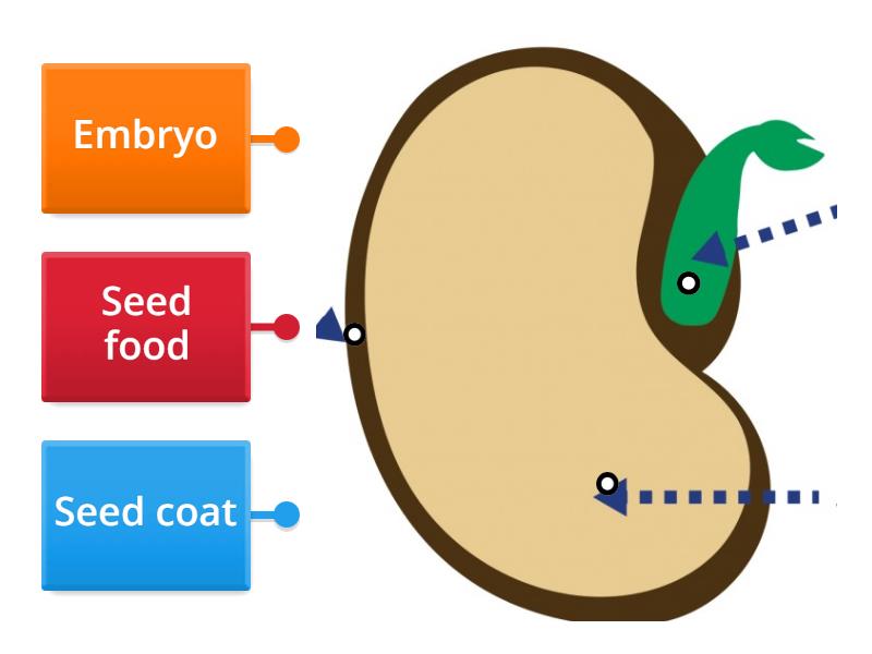 Seed parts - Labelled diagram