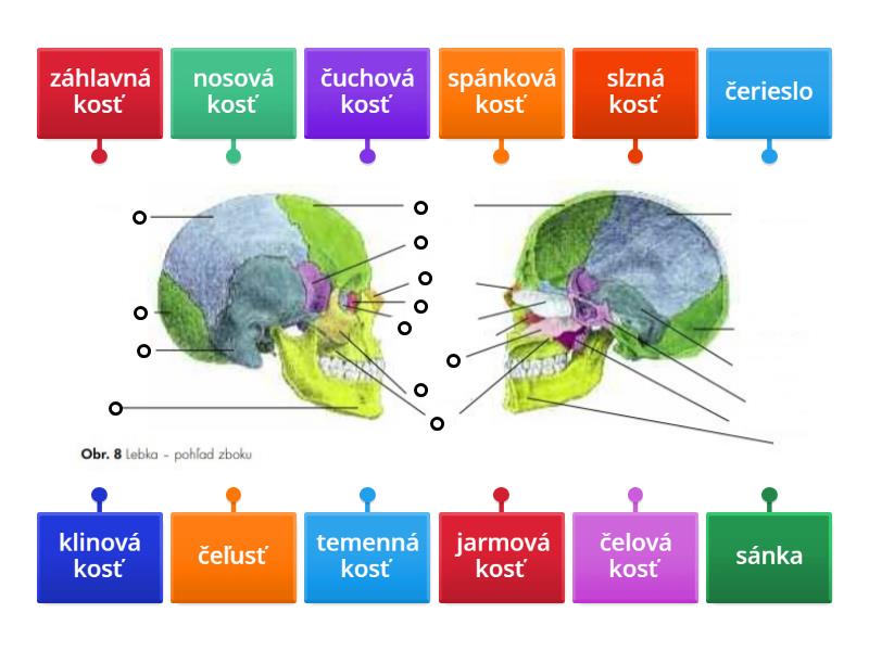 OPAKOVANIE - kostra lebky - Labelled diagram