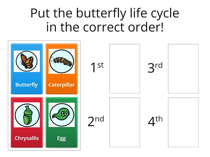 Butterfly Life Cycle - Rank order