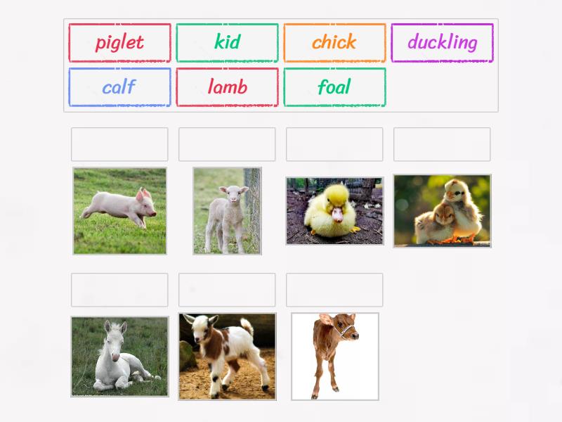 farm animals (mama and young animals) - Une las parejas