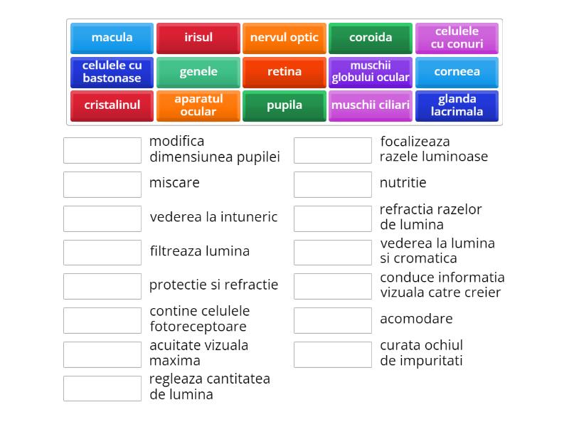 STRUCTURILE OCULARE SI FUNCTIILE LOR - Match up