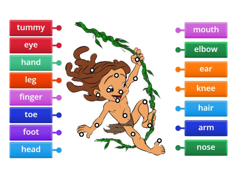 BODY-tarzan - Labelled diagram