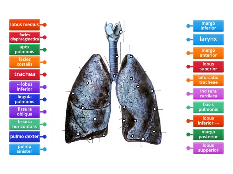 O'pka - Labelled diagram