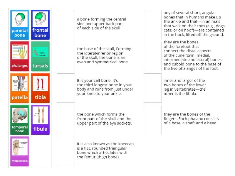 human body - Match up