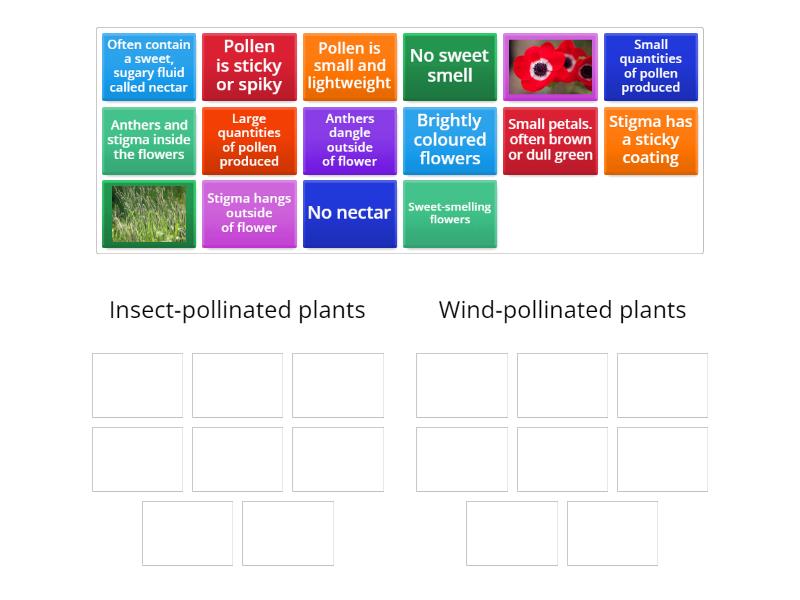 Wind and Insect-pollinated Plants - Group sort