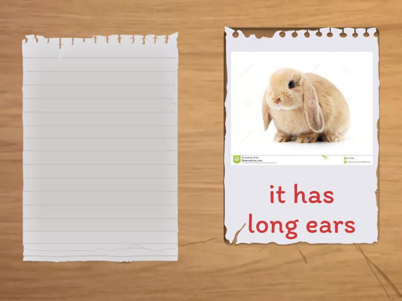 Rabbits - Random cards