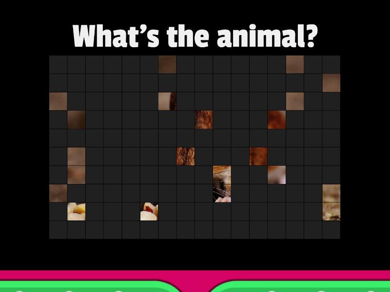 What's the animal? - Image quiz