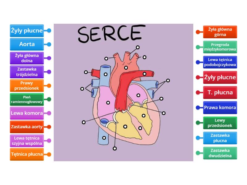 Budowa Serca - Diagrama con etiquetas