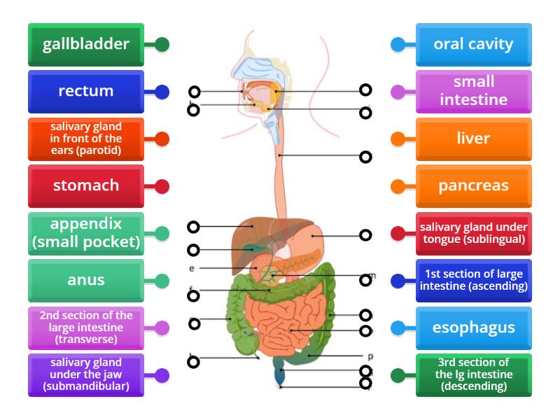 Intro: Digestive System - Labelled diagram