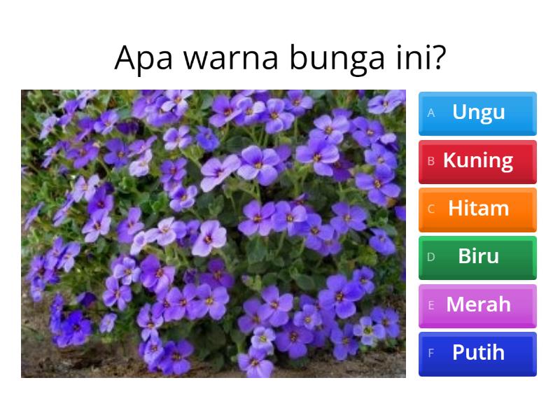 Apa warnanya? - Quiz