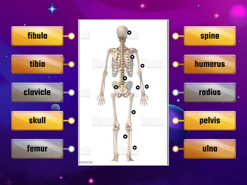 skeleton (back) - Labelled diagram