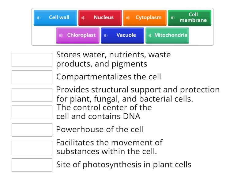 Word Bank - Cell Structure - Match up