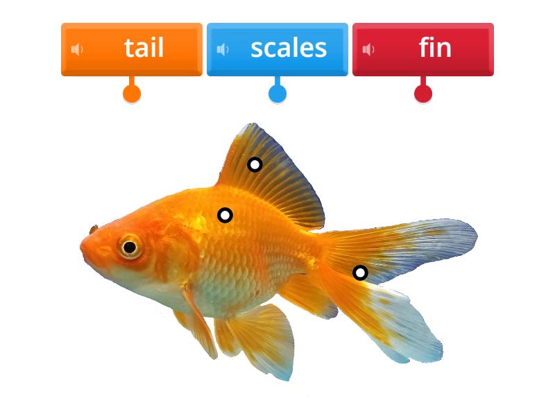 Fish attribute - Labelled diagram