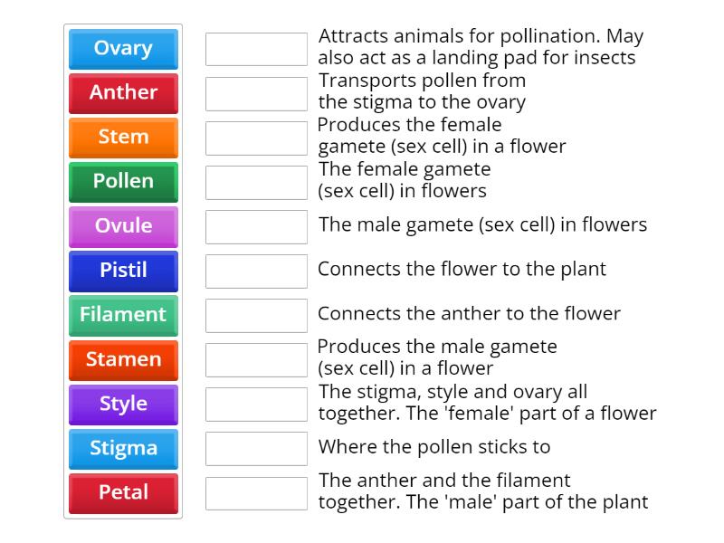 Parts of a Flower Function - Une las parejas