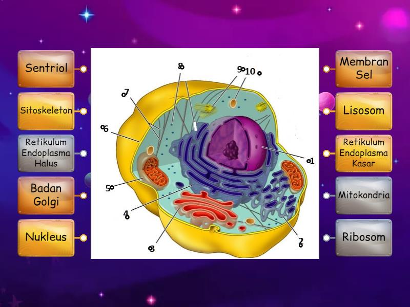Struktur Sel Hewan - Labelled diagram
