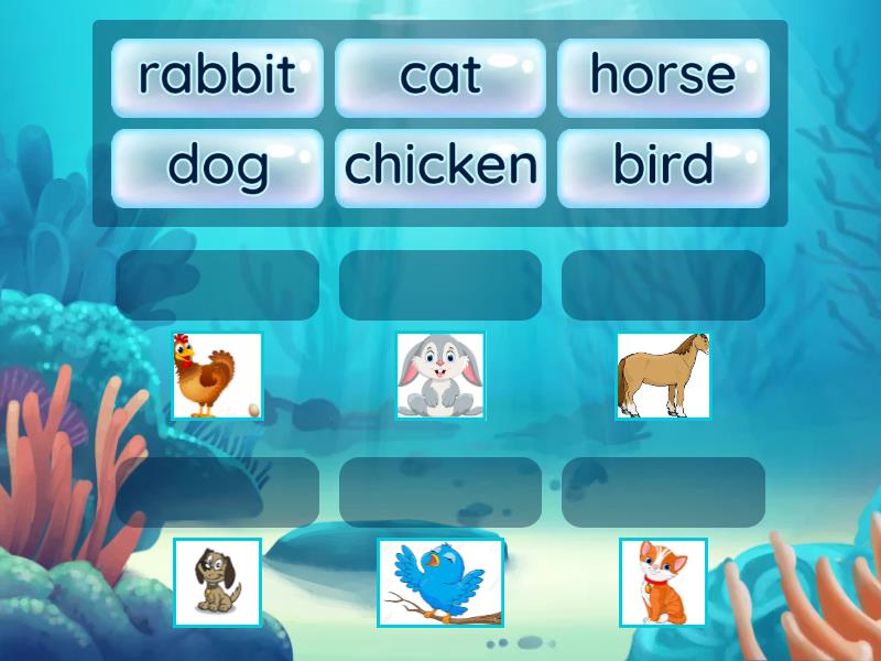 Pet Grade 1 and 2 - Match up