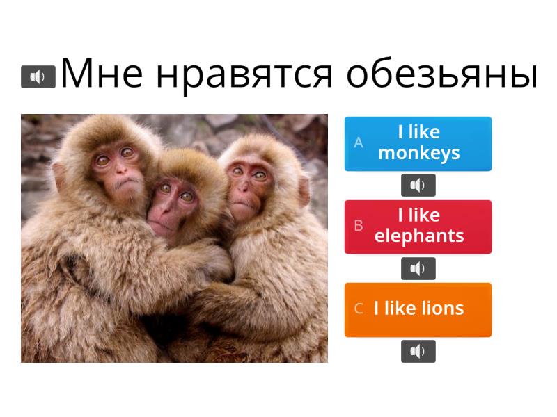 "I like monkeys!" - Quiz