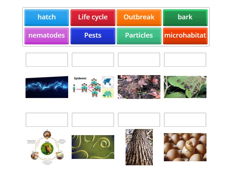Microhabitats part 2 picture match - Match up
