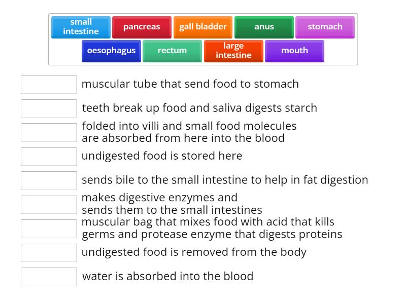 Digestive system - Match up