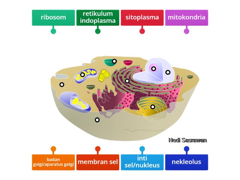 organel sel hewan - Labelled diagram