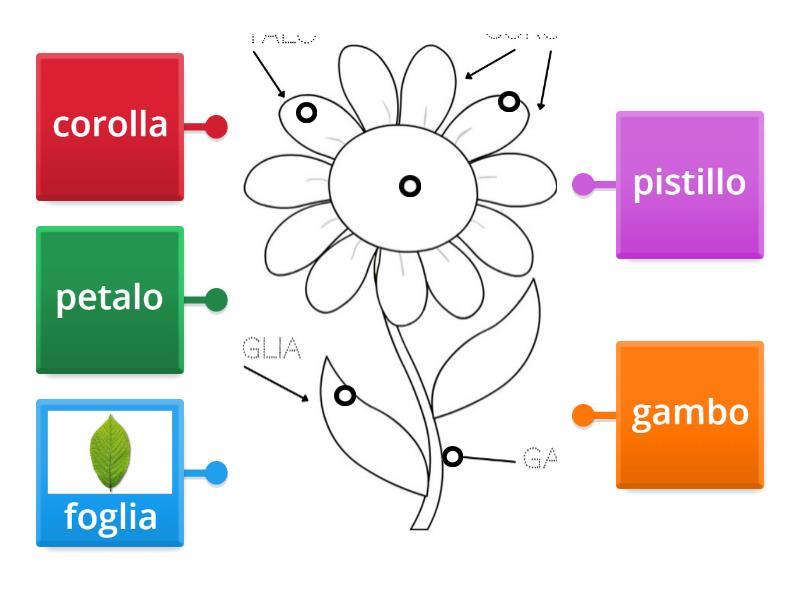 LE PARTI DEL FIORE - Labelled diagram