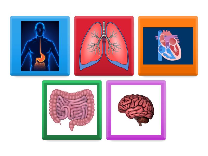 FRUITS AND VEGETABLES BENEFITS FOR OUR BODY ORGANS - Flip tiles