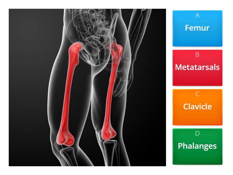 Bone Identification QUIZ 23 - Questionário