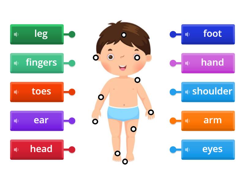 labeling- Parts of the body - Labelled diagram