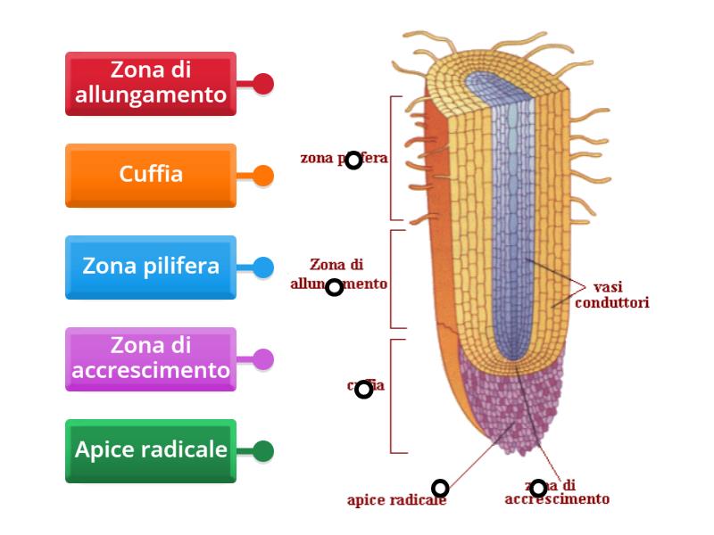 Radice - Labelled diagram