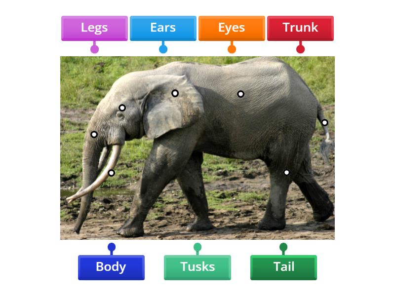 Body parts of an elephant. - Labelled diagram