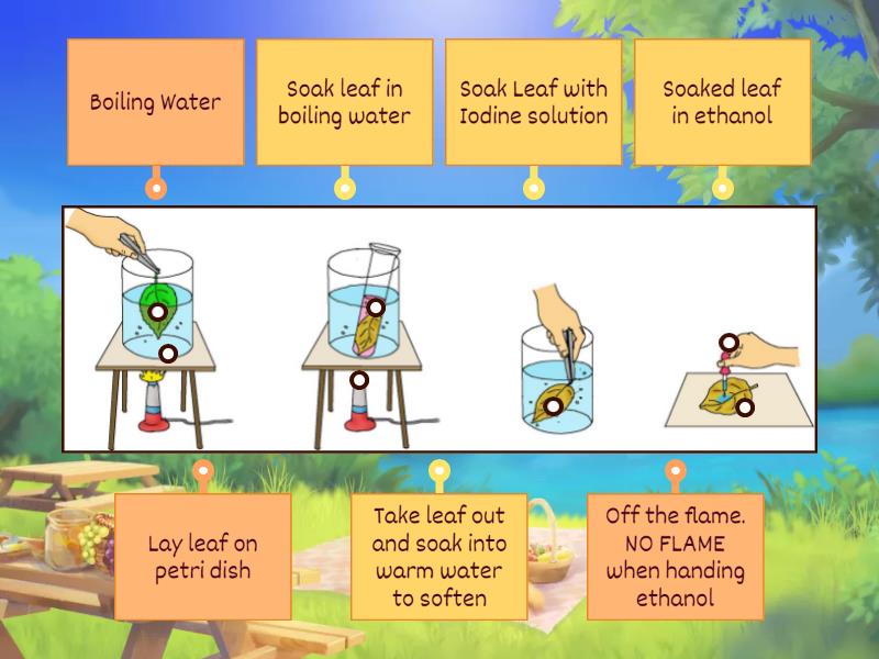 Starch Test for Leaf - Labelled diagram