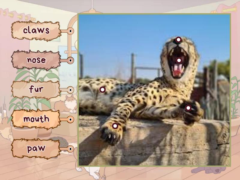 Cheetah - Labelled diagram