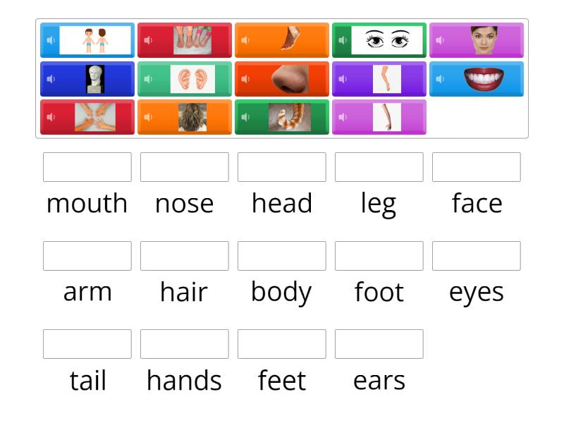 Memory game body parts - Match up